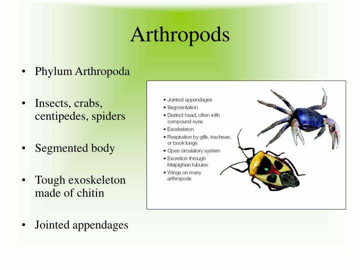 PPT - Arthropods and Echinoderms PowerPoint Presentation - ID:1430183