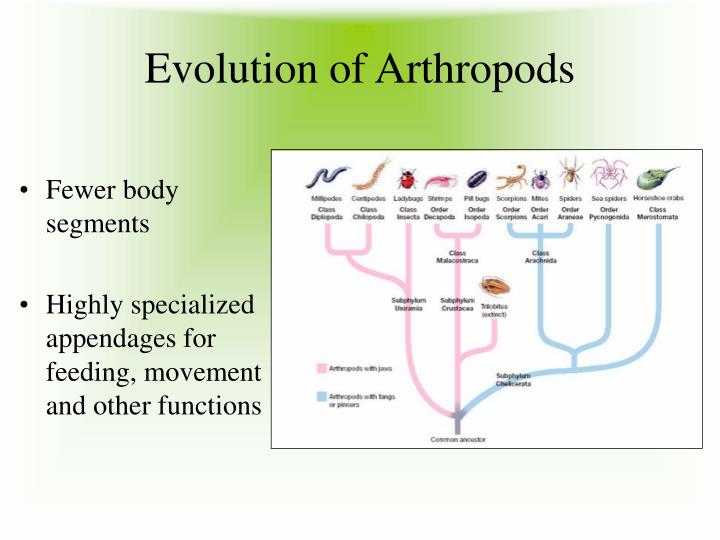 PPT - Arthropods and Echinoderms PowerPoint Presentation - ID:1430183