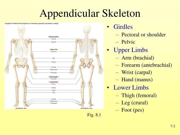 Appendicular Skeleton Anatomy