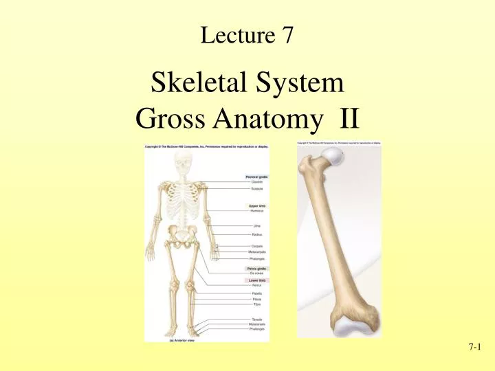 PPT - Skeletal System Gross Anatomy II PowerPoint Presentation - ID:1430231 PPT - Skeletal System Gross Anatomy II PowerPoint Presentation - ID:1430231