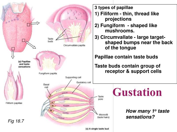 PPT - Chapter 18: General & Special Senses PowerPoint Presentation - ID ...