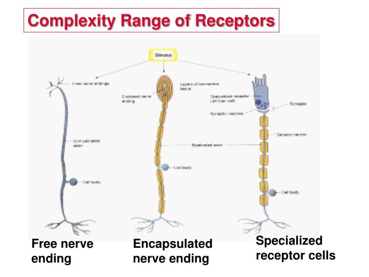 PPT - Chapter 18: General & Special Senses PowerPoint Presentation - ID ...