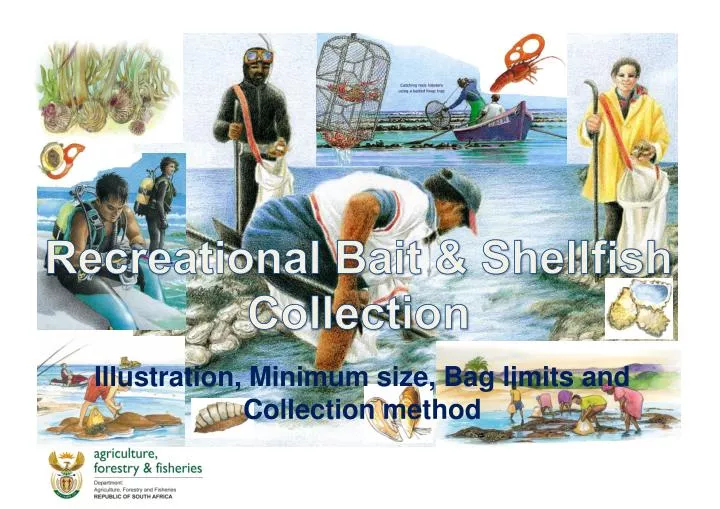 PPT - Recreational Bait & Shellfish Collection PowerPoint Presentation ...