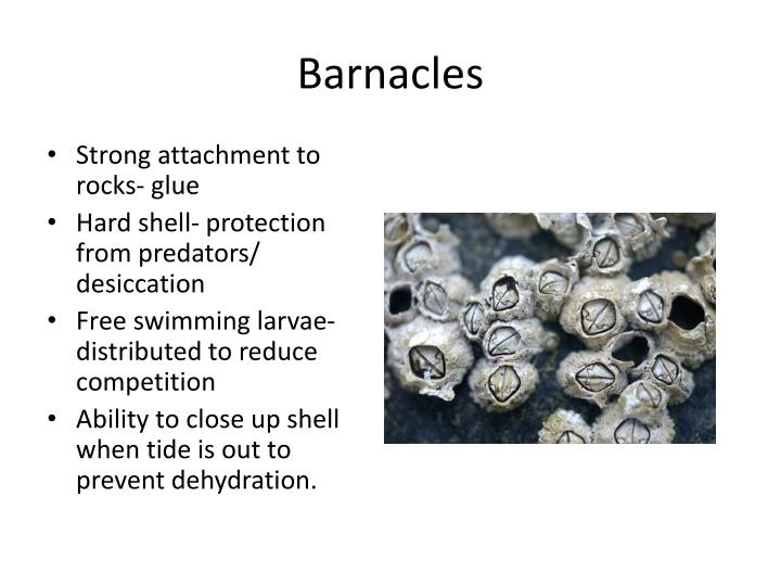 PPT - Adaptations of animals on the rocky shore. PowerPoint ...
