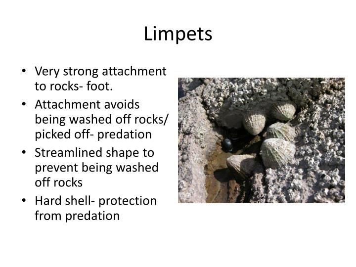 PPT - Adaptations of animals on the rocky shore. PowerPoint ...