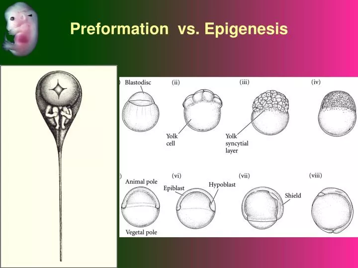 PPT - Preformation vs. Epigenesis PowerPoint Presentation, free ...