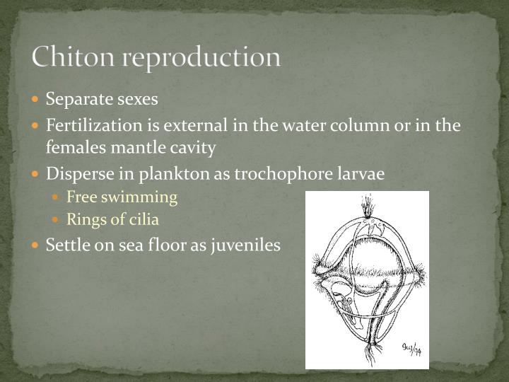 PPT - PHYLUM MOLLUSCA PowerPoint Presentation - ID:1430979