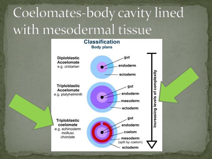 PPT - PHYLUM MOLLUSCA PowerPoint Presentation - ID:1430979
