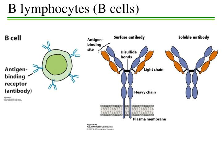 PPT - Hematopoiesis – the formation and development of red and white ...