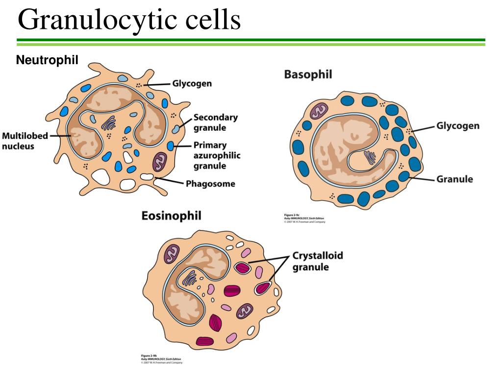 PPT - Hematopoiesis – the formation and development of red and white ...