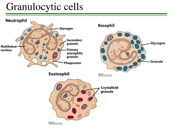 PPT - Hematopoiesis – the formation and development of red and white ...