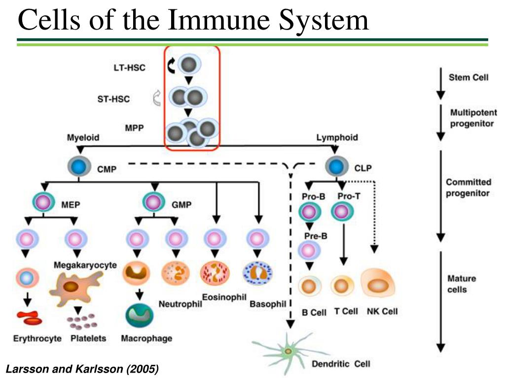 PPT - Hematopoiesis – the formation and development of red and white ...