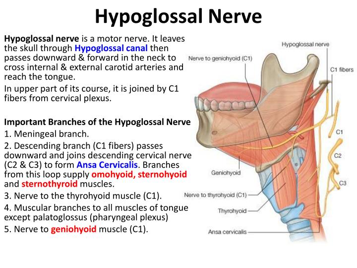 PPT - Oral Cavity & Salivery Glands PowerPoint Presentation - ID:1431407