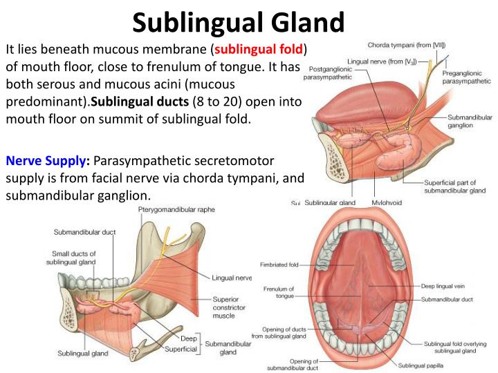 PPT - Oral Cavity & Salivery Glands PowerPoint Presentation - ID:1431407