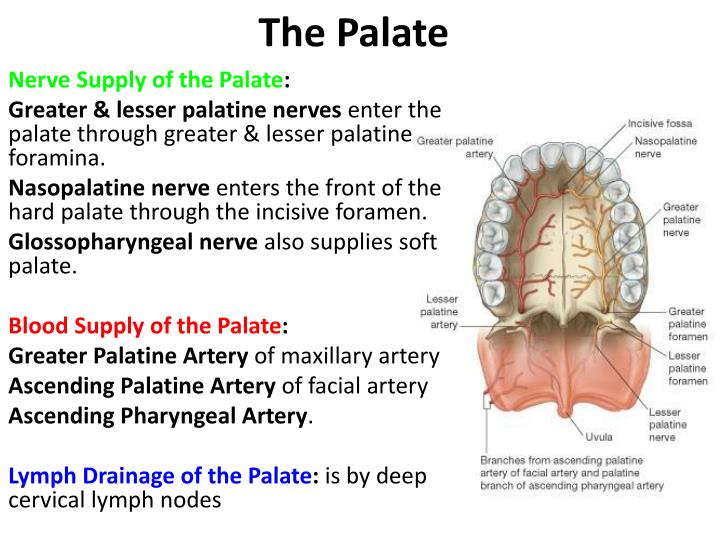 PPT - Oral Cavity & Salivery Glands PowerPoint Presentation - ID:1431407