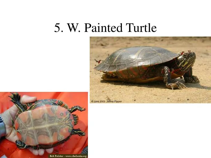 PPT - 5. W. Painted Turtle PowerPoint Presentation, free download - ID ...