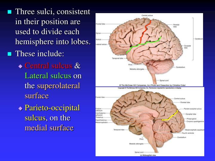 PPT - CEREBRUM PowerPoint Presentation - ID:1431884