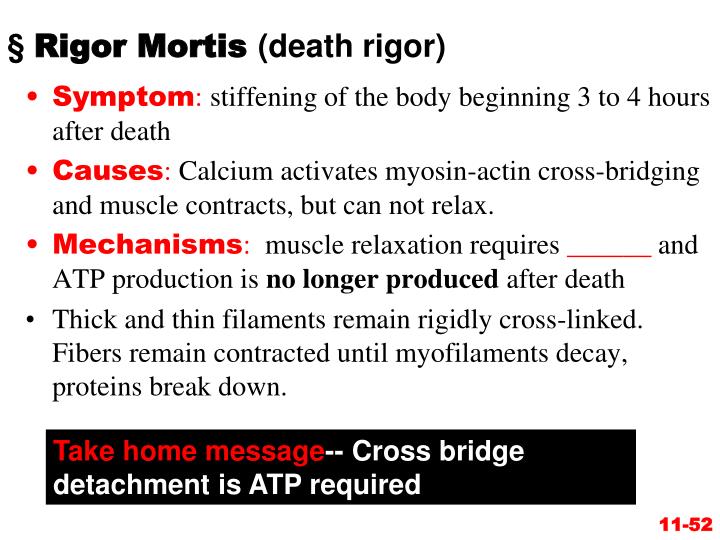 PPT - Chapter 11– Muscular Tissue PowerPoint Presentation - ID:1432205