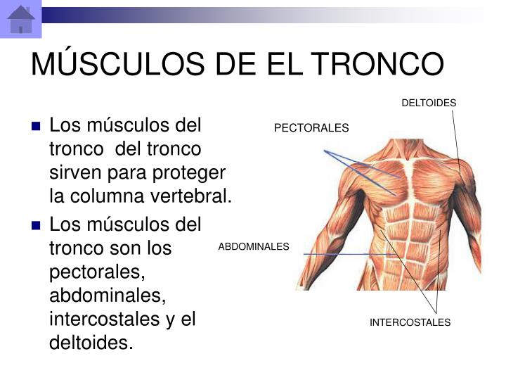 PPT - EL APARATO LOCOMOTOR PowerPoint Presentation - ID:1432211