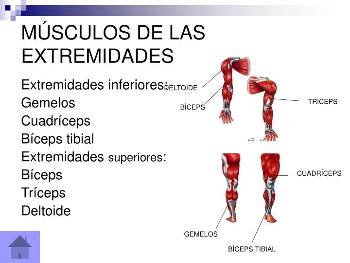 PPT - EL APARATO LOCOMOTOR PowerPoint Presentation - ID:1432211