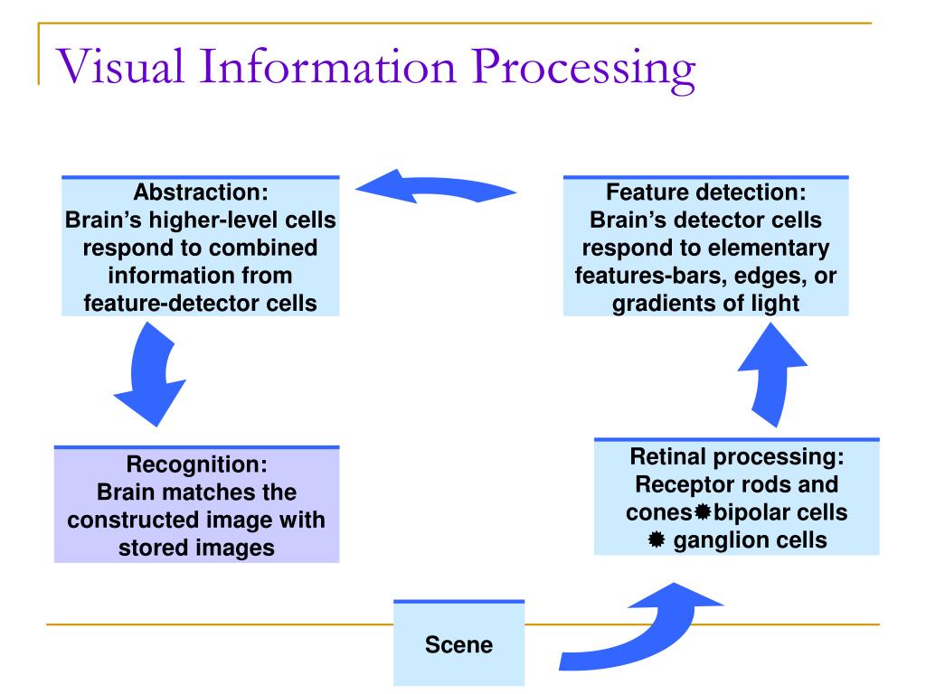 PPT - Sensation & Perception Chapter 5 PowerPoint Presentation - ID:1433285 PPT - Sensation & Perception Chapter 5 PowerPoint Presentation - ID:1433285