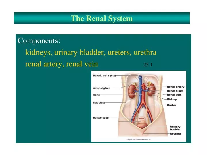 PPT - The Renal System PowerPoint Presentation - ID:1433294