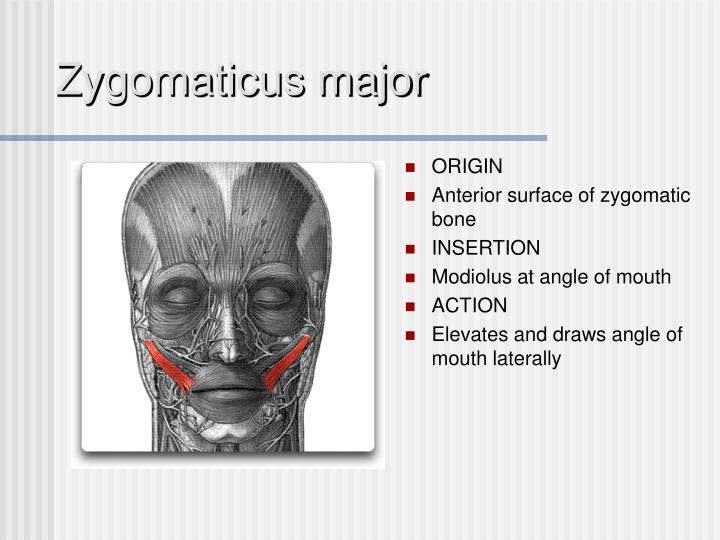 PPT - Regional Muscle Review PowerPoint Presentation - ID:1433330