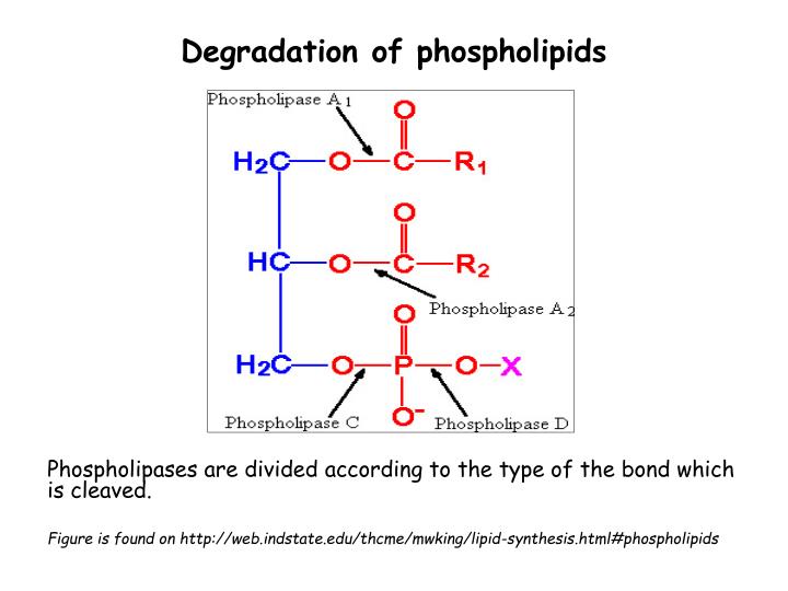 PPT - Lipid metabolism PowerPoint Presentation - ID:1433802