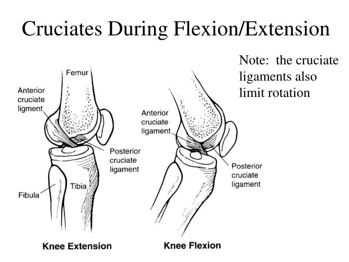 PPT - Knee Joint PowerPoint Presentation - ID:143519