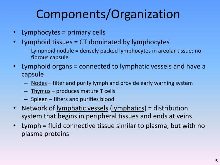 PPT - Chapter 22 The Lymphatic System PowerPoint Presentation - ID:1435222