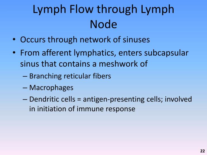 PPT - Chapter 22 The Lymphatic System PowerPoint Presentation - ID:1435222