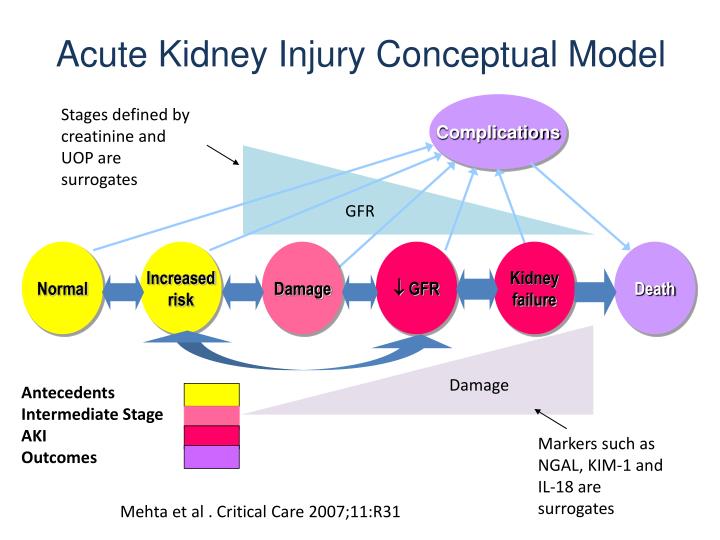 PPT - Mechanisms and Management in Acute Kidney Injury PowerPoint ...