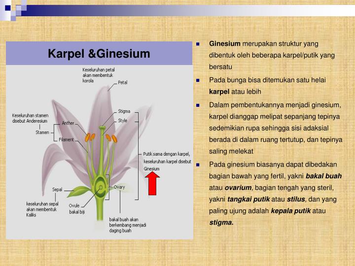 PPT - BUNGA, BUAH DAN BIJI PowerPoint Presentation - ID:1438791