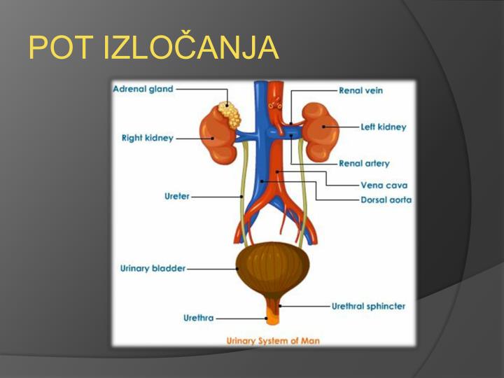 PPT - IZLOČALA PowerPoint Presentation - ID:1439462