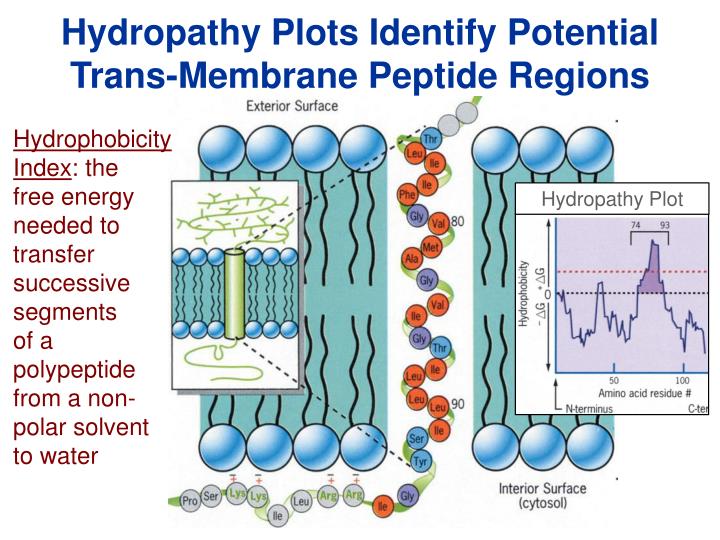 PPT - Chapter 12: Membrane Structure/Function PowerPoint Presentation ...