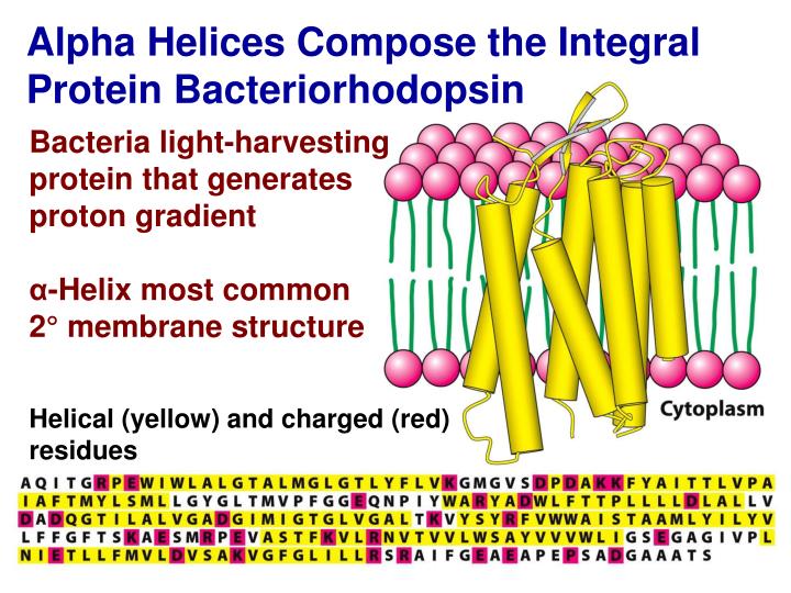 PPT - Chapter 12: Membrane Structure/Function PowerPoint Presentation ...