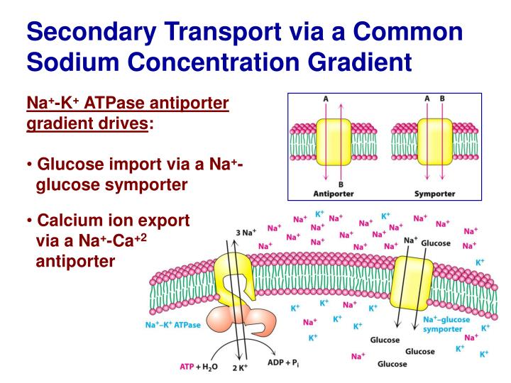 PPT - Chapter 12: Membrane Structure/Function PowerPoint Presentation ...