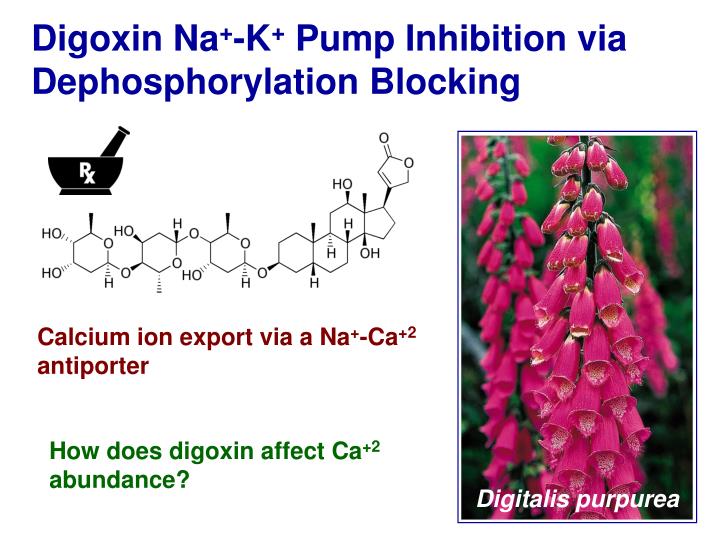 PPT - Chapter 12: Membrane Structure/Function PowerPoint Presentation ...