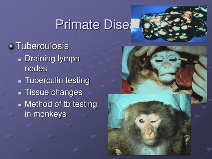 PPT - Primates in Research PowerPoint Presentation - ID:1440097