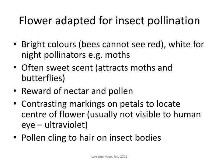 PPT - FLOWERS AS REPRODUCTIVE STRUCTURES PowerPoint Presentation - ID ...