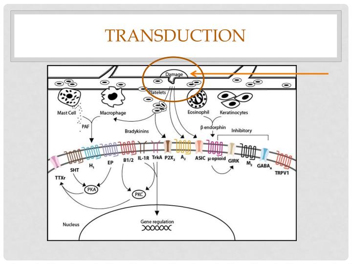 PPT - Pain PowerPoint Presentation - ID:1440379