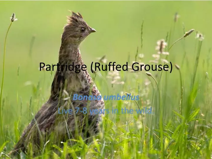 PPT - Partridge (Ruffed Grouse) PowerPoint Presentation, free download ...