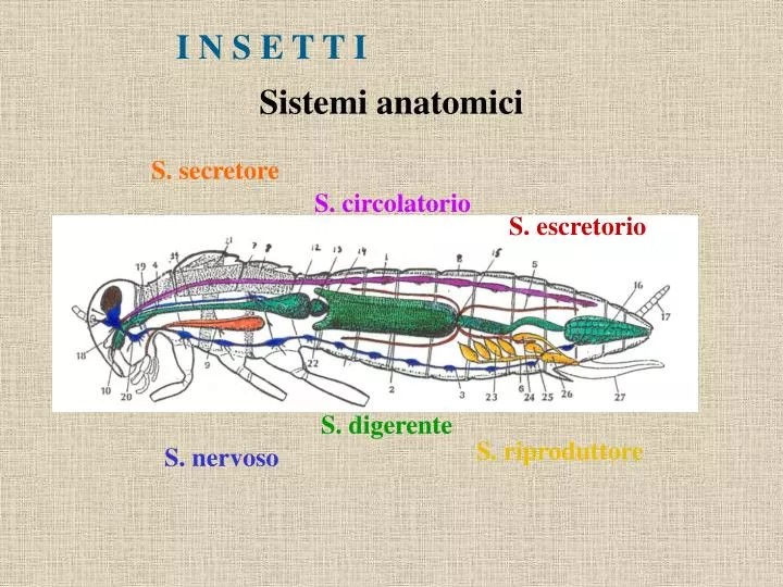PPT - Sistemi anatomici PowerPoint Presentation, free download - ID:1441281
