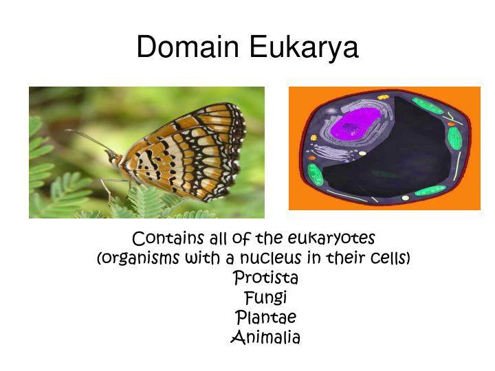 PPT - Classification: the process of grouping things according to ...