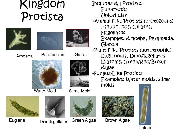 PPT - Classification: the process of grouping things according to ...