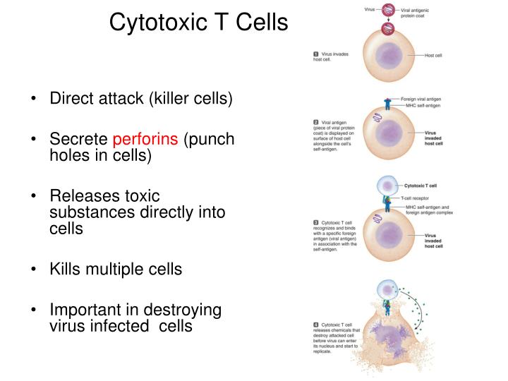 PPT - T LYMPHOCYTES PowerPoint Presentation - ID:1442085