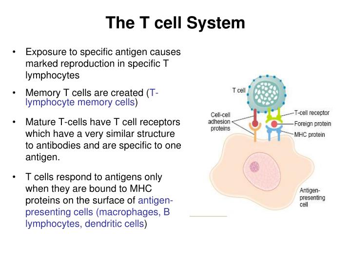 PPT - T LYMPHOCYTES PowerPoint Presentation - ID:1442085