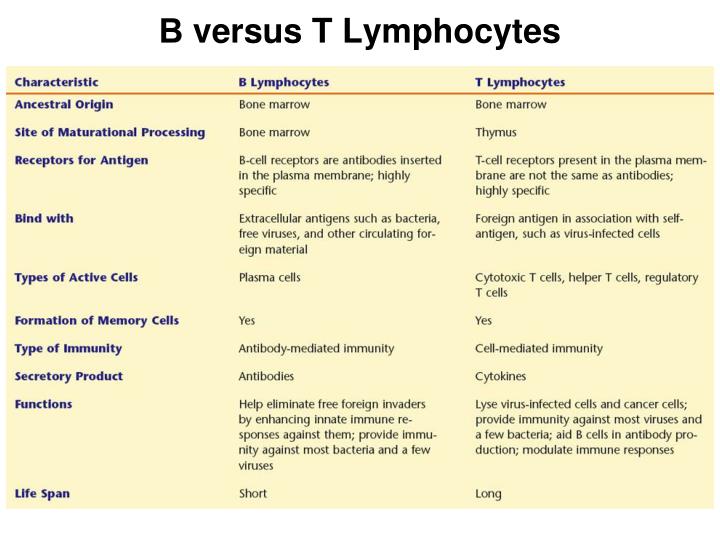 PPT - T LYMPHOCYTES PowerPoint Presentation - ID:1442085