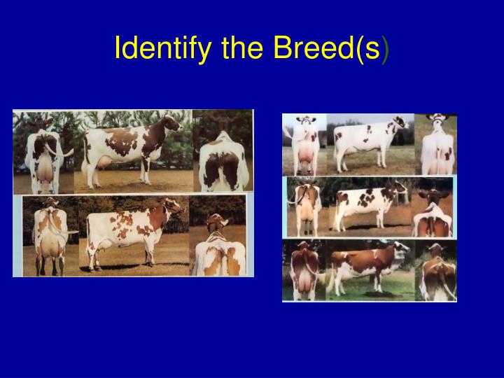 PPT - Dairy Judging Training PowerPoint Presentation - ID:1442946