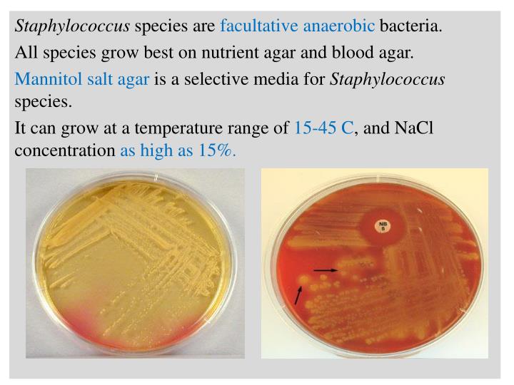 PPT - Pyogenic Cocci : The Gram’s positive Cocci : 1- Staphylococci : 2 ...